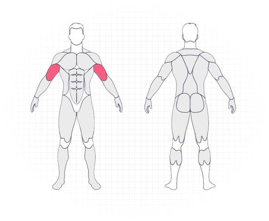 Упражнения Band Bicep | MuscleWiki
