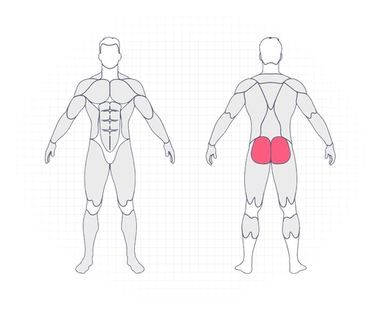 تمارين Dumbbells Glute | MuscleWiki