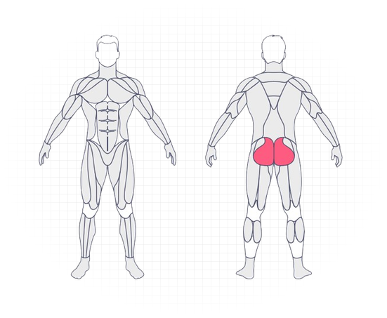 Gluteus-Maximu Exercises - Complete Training Guide | MuscleWiki