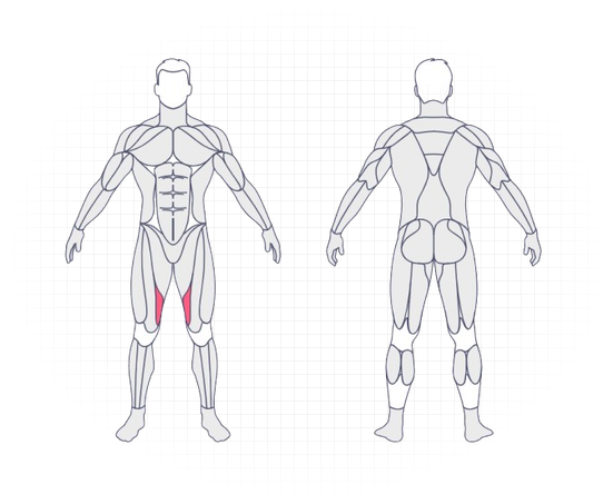 Inner-Quadricep Exercises - Complete Training Guide | MuscleWiki