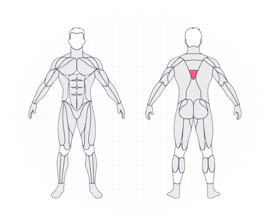 Lower-Trapeziu Exercises - Complete Training Guide | MuscleWiki