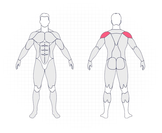 Rear-Shoulder Exercises - Complete Training Guide | MuscleWiki