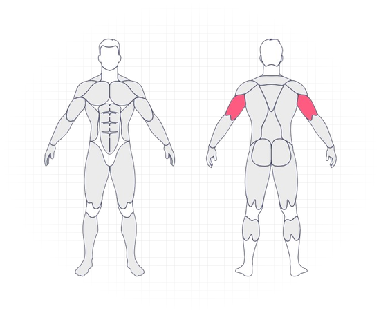 Ejercicios de Tricep - Guía Completa de Entrenamiento | MuscleWiki