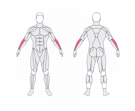 Wrist-Extensor Exercises - Complete Training Guide | MuscleWiki